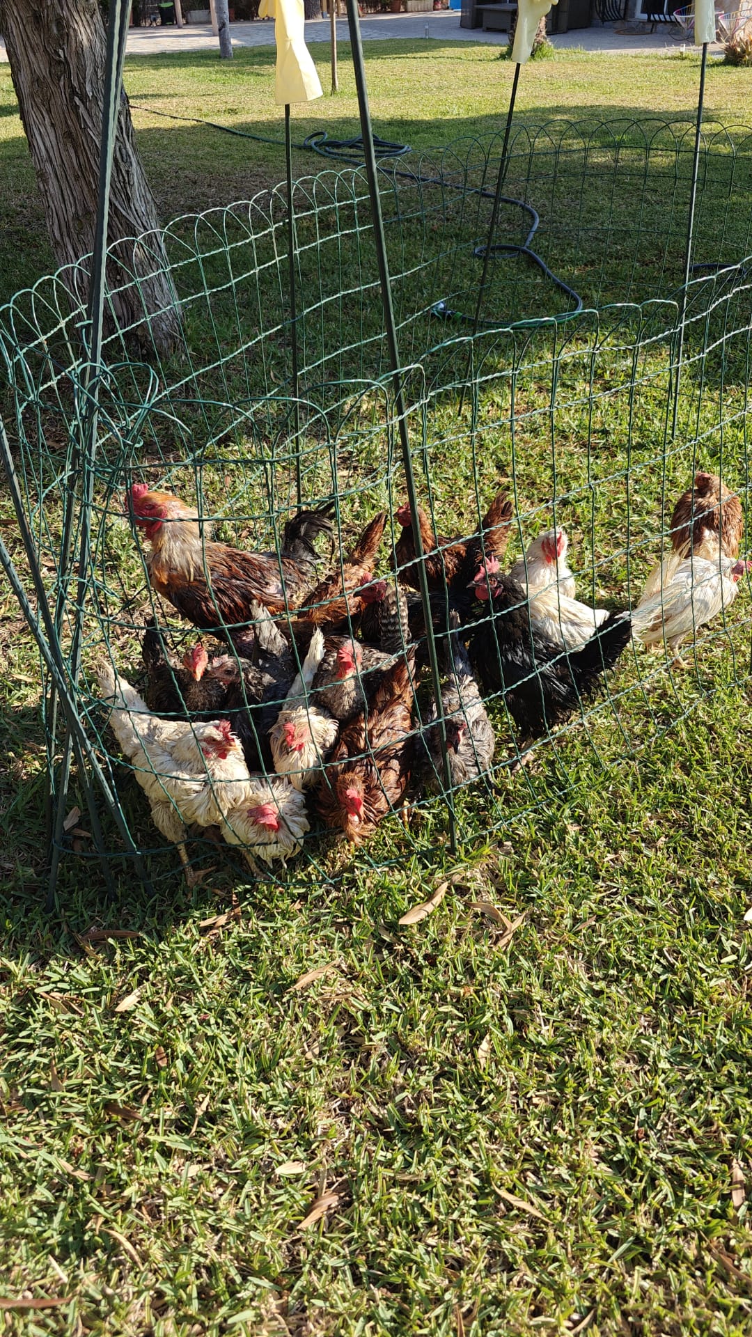 Chickens – Finca Landis